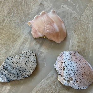 Decoupage Daisy Shell Ring Dish, Beach Decor, Shells, Decoupaged Shells ...