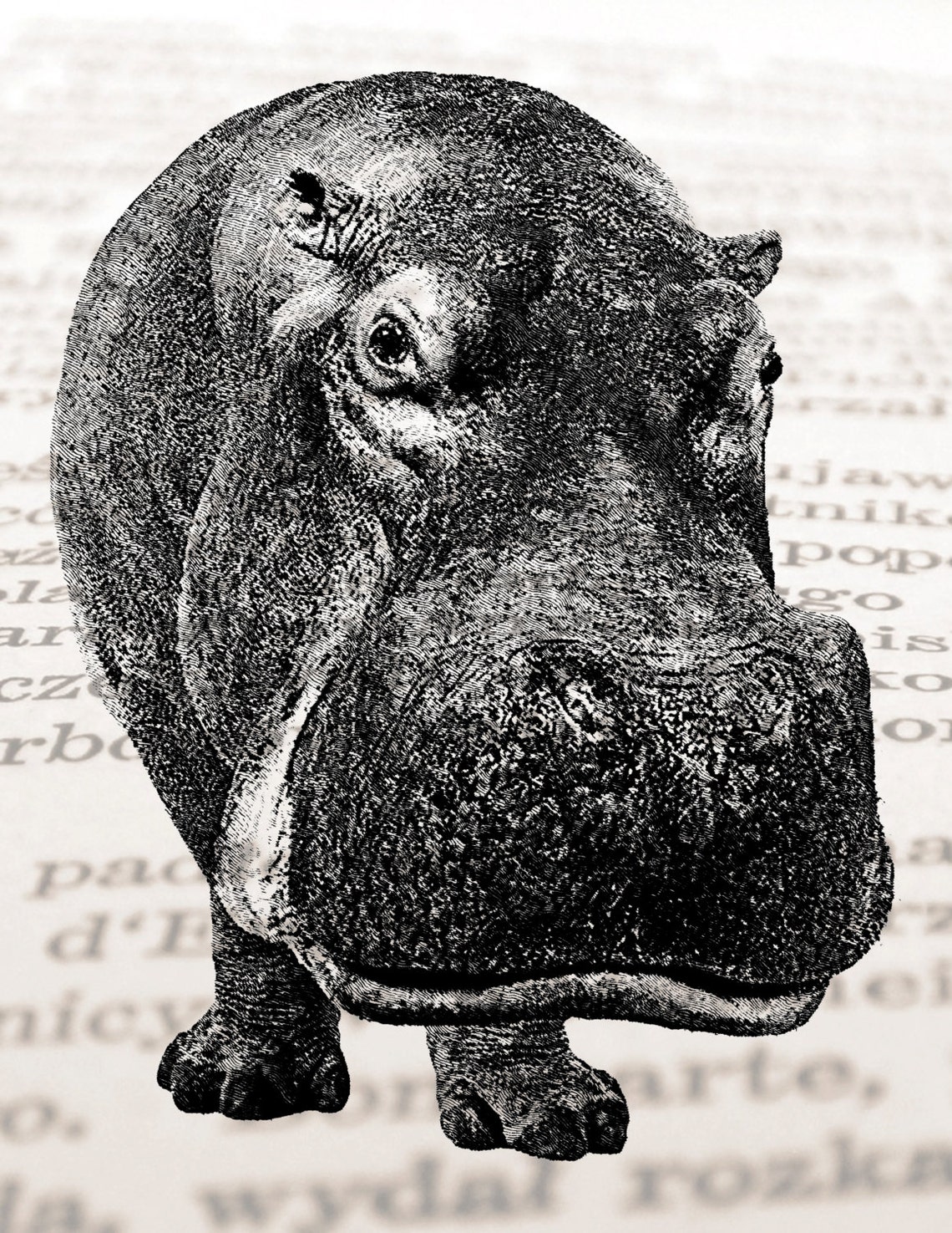 Hippopotamus Engraving. Hippo PNG. Hippo Prints. Hippo Images. Hippo ...