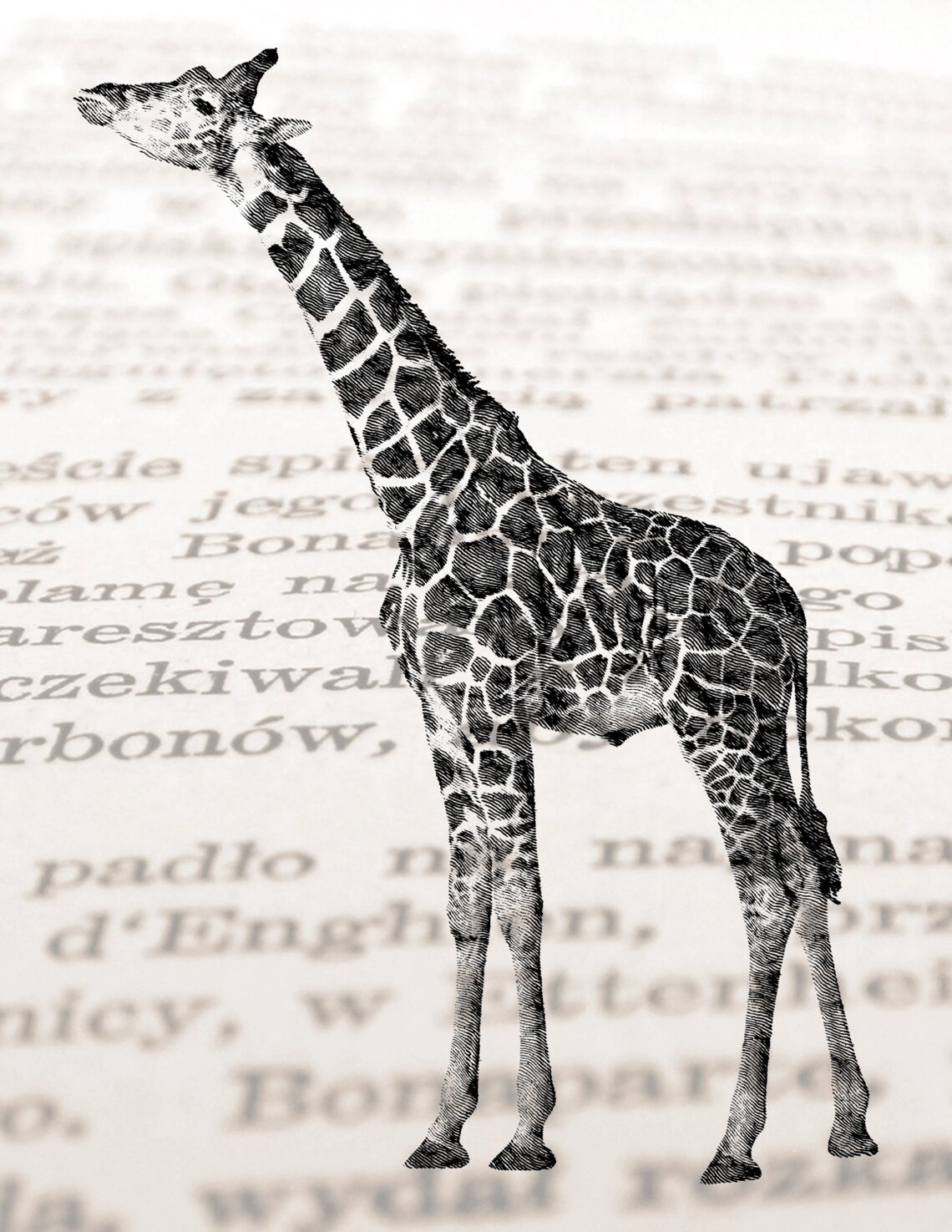 Giraffe Engraving. Giraffe PNG. Giraffe Prints. Giraffe Images. Giraffe ...