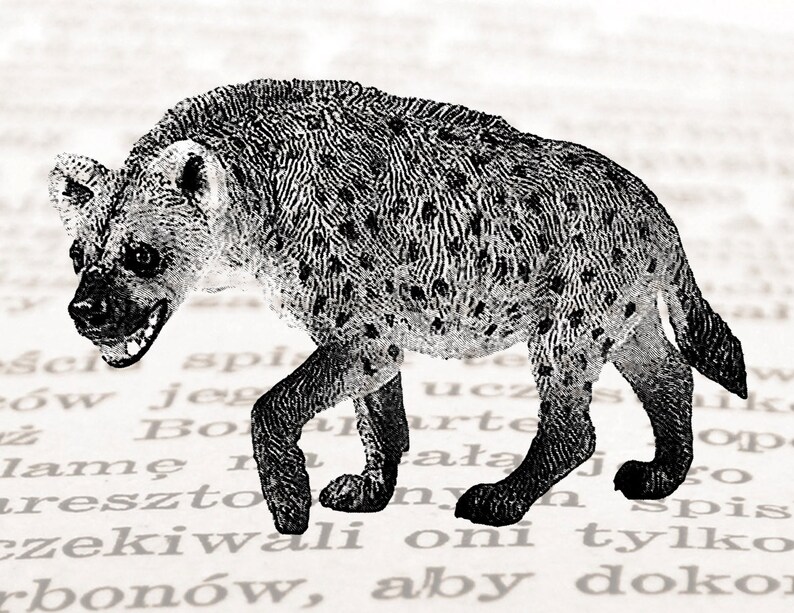 Hyena Engraving. Hyena PNG. Animal PNG. Hyena Prints. Hyena Images ...