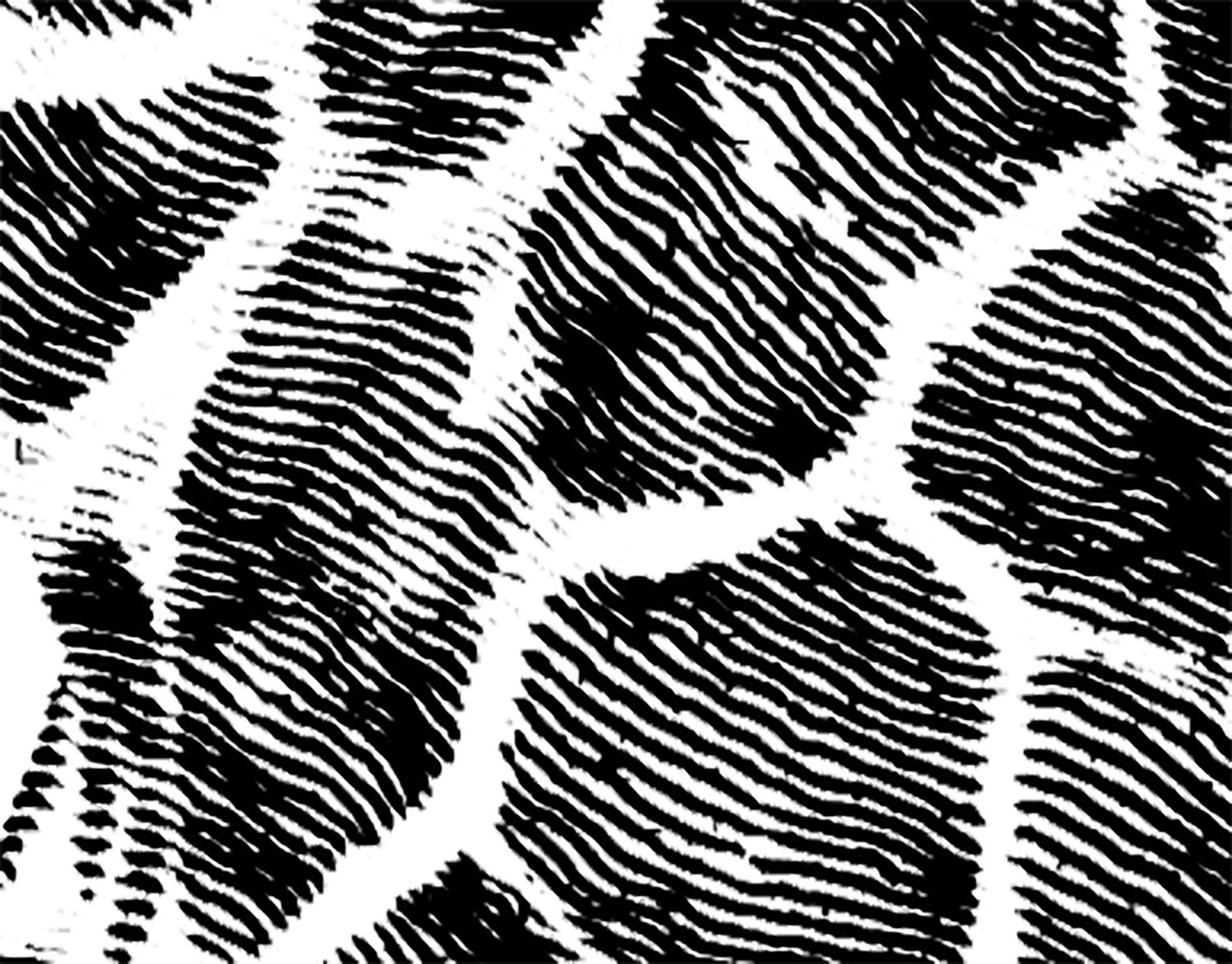 Giraffe Engraving. Giraffe PNG. Giraffe Prints. Giraffe Images. Giraffe ...