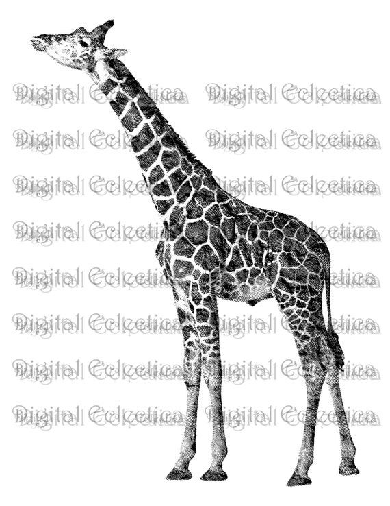 Giraffe Engraving. Giraffe PNG. Giraffe Prints. Giraffe | Etsy