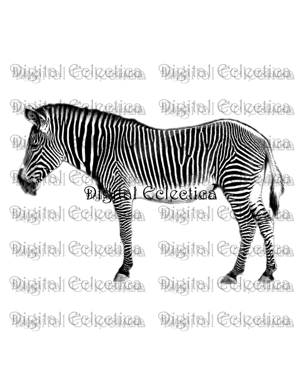 Zebra Engraving. Zebra PNG. Animal PNG. Zebra Prints. Zebra - Etsy