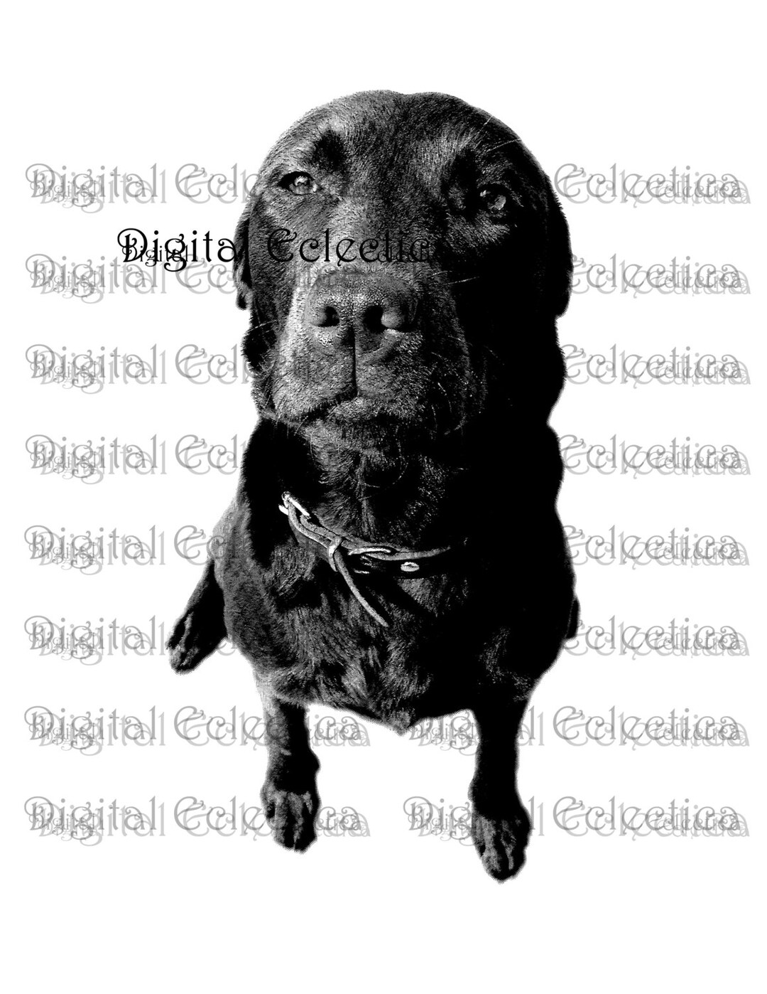 Regretful Dog Expression. Dog PNG. Animal PNG. Dog Prints. Dog Images ...