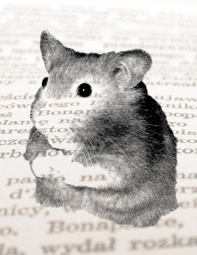Golden Hamster. Hamster PNG. Animal PNG. Hamster Prints. Hamster Images ...