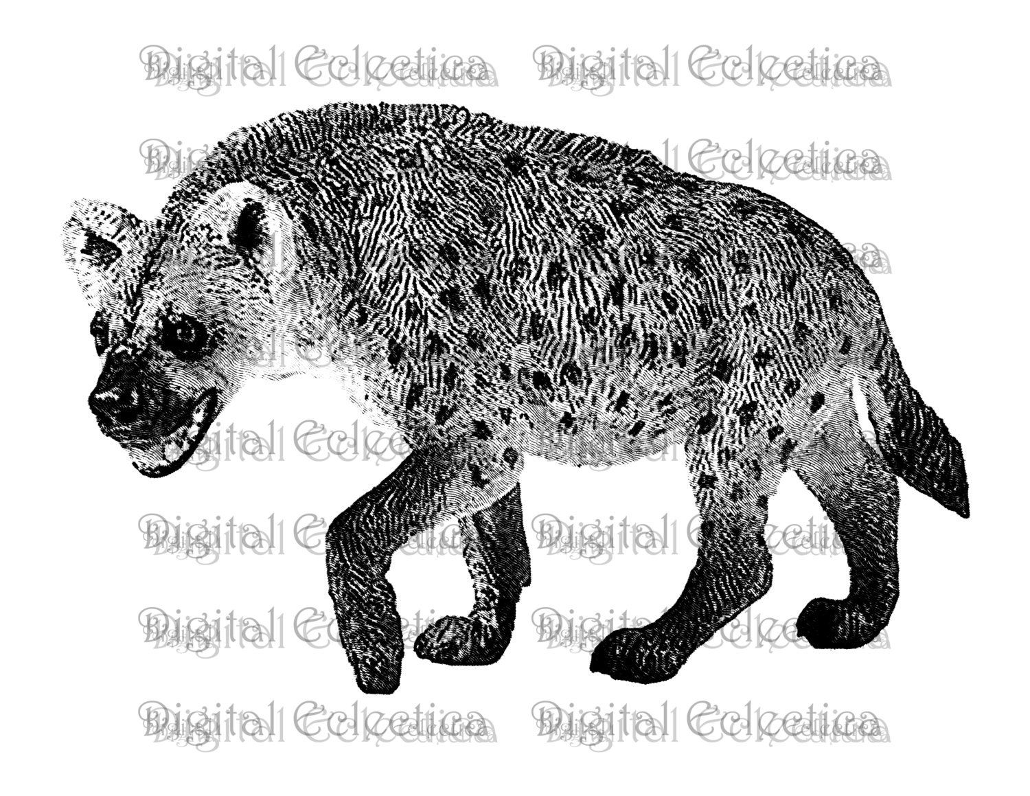 Hyena Engraving. Hyena PNG. Animal PNG. Hyena Prints. Hyena Images ...