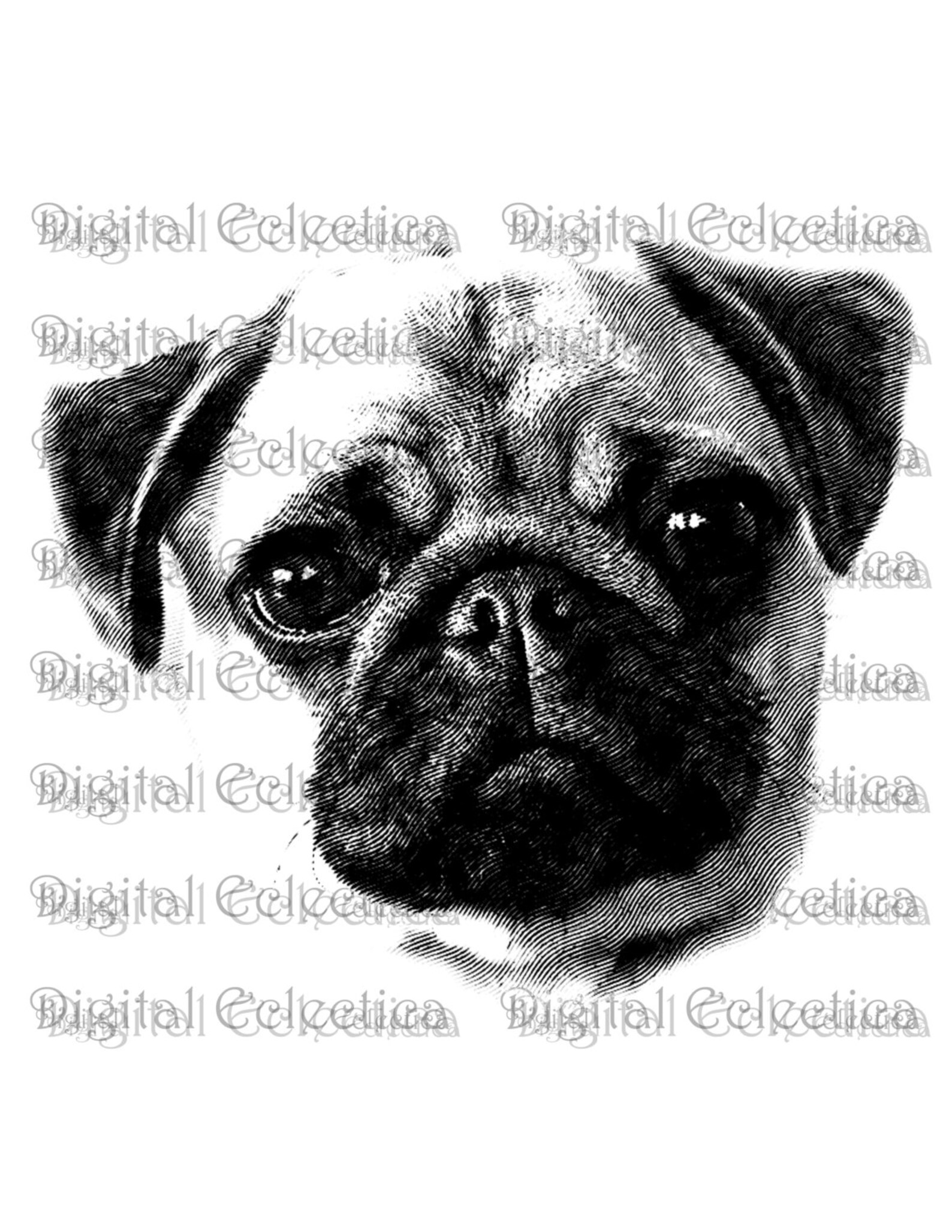 Adorable Pug. Pug PNG. Pug JPG. Pug Prints. Pug Digital Images. Pug ...