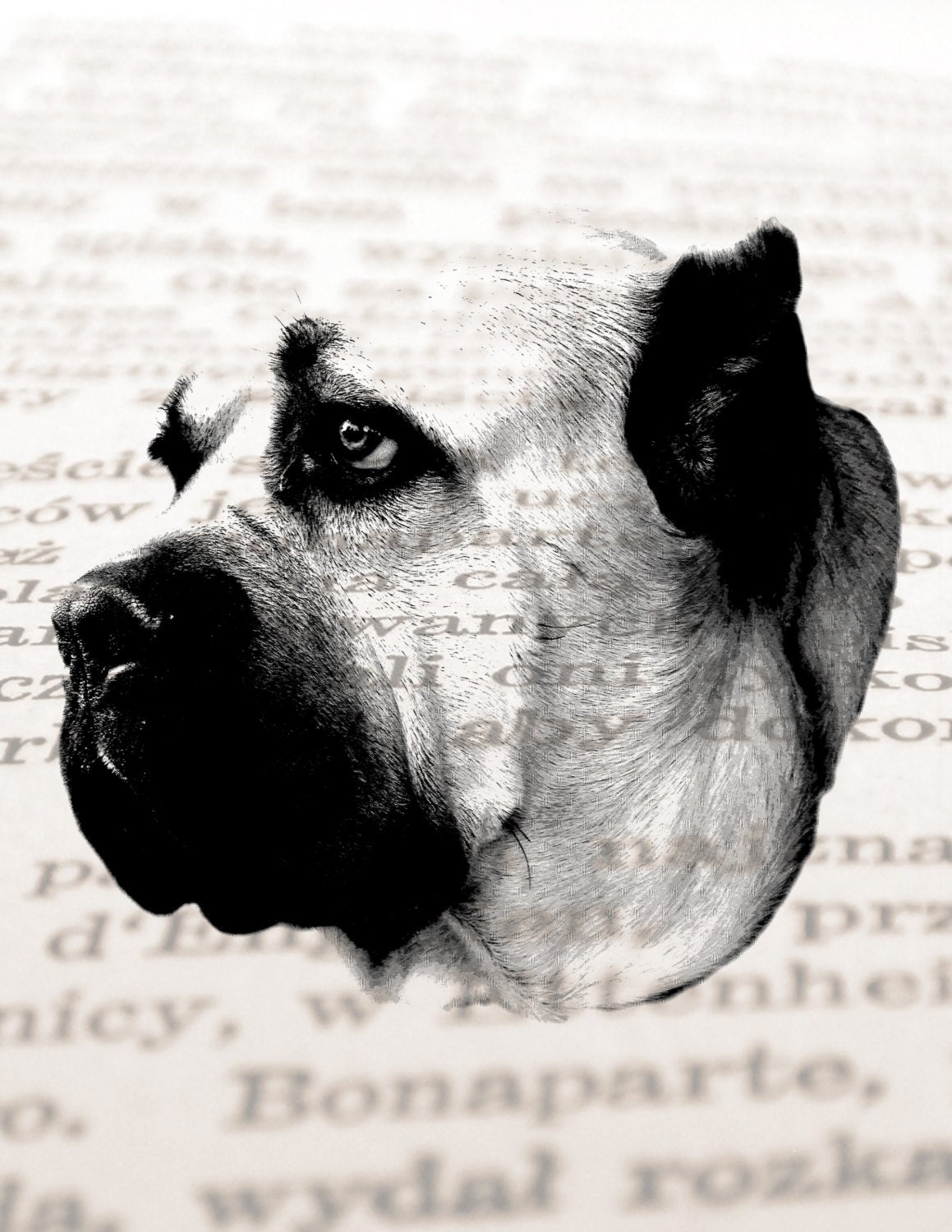 Mournful Expression Dogs. Dog PNG. Animal PNG. Dog Prints. Dog Images ...