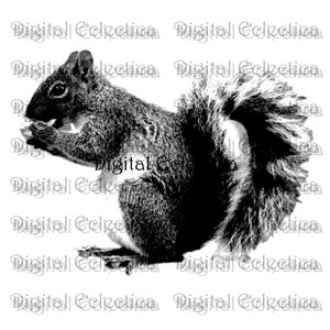 Squirrel Engraving. Squirrel PNG. Squirrel Prints. Squirrel Images ...