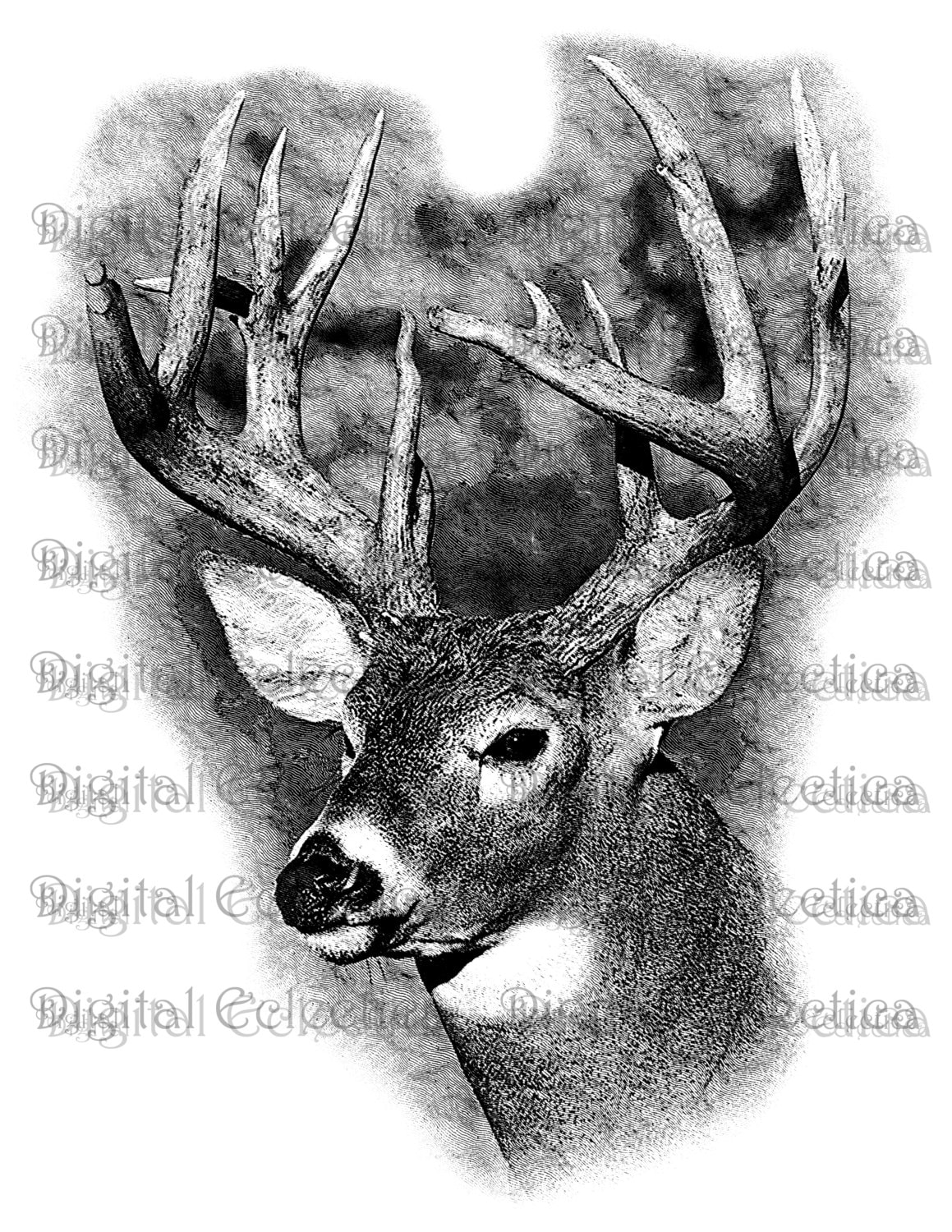 Whitetail Deer Head Drawing