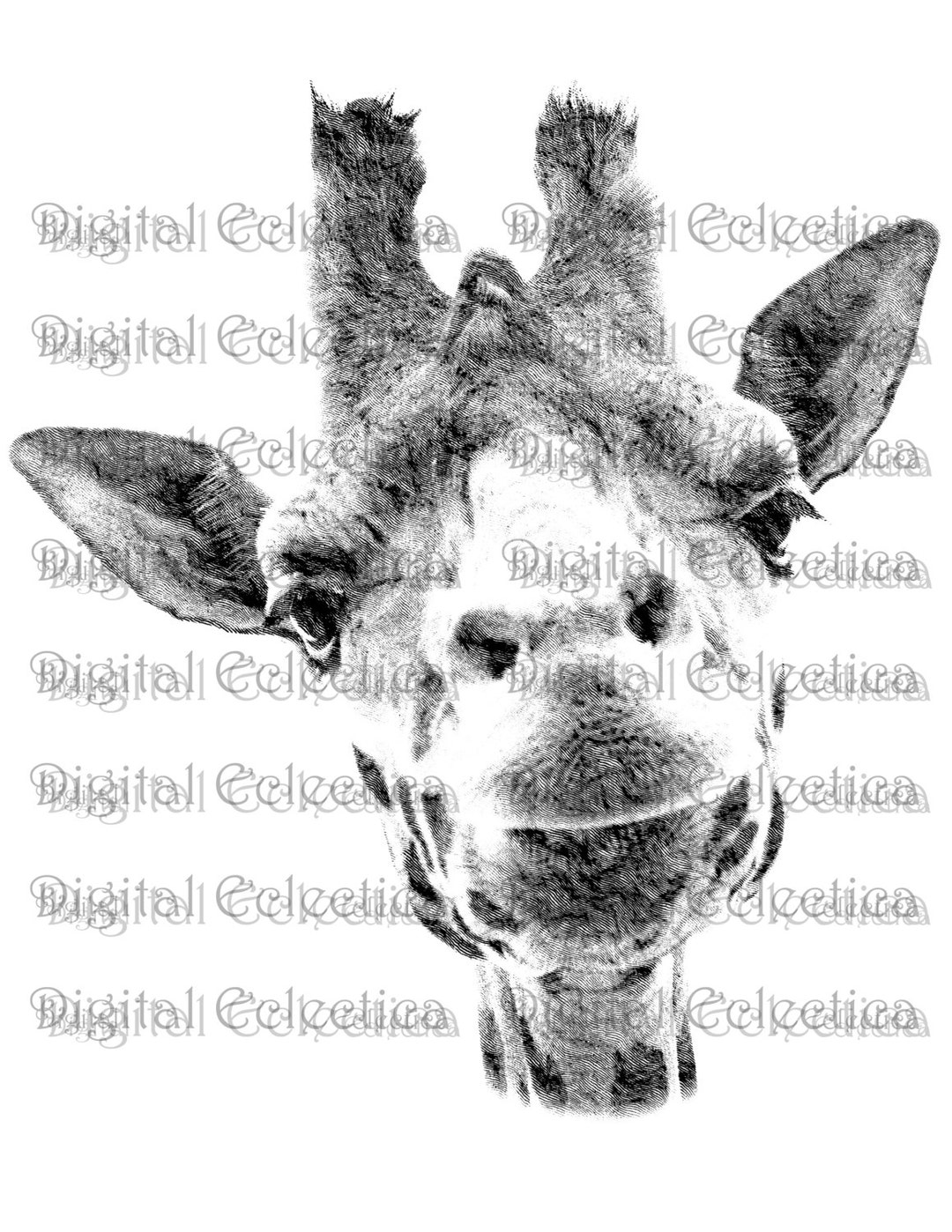 Giraffe Engraving. Giraffe PNG. Giraffe Prints. Giraffe Images. Giraffe ...