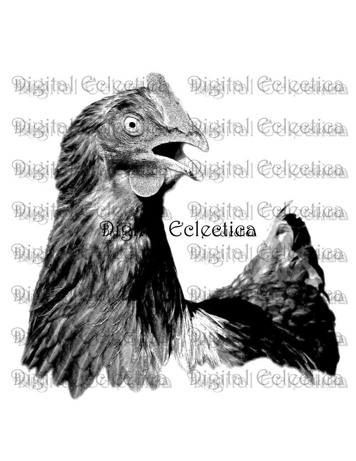 Cocky Rooster Engraving. Chicken PNG. Rooster Prints. Rooster Images ...