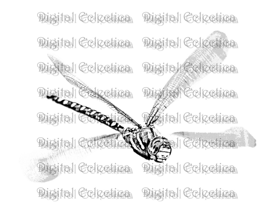 Dragonfly Engraving. Dragonfly PNG. Animal PNG. Dragonfly Prints ...