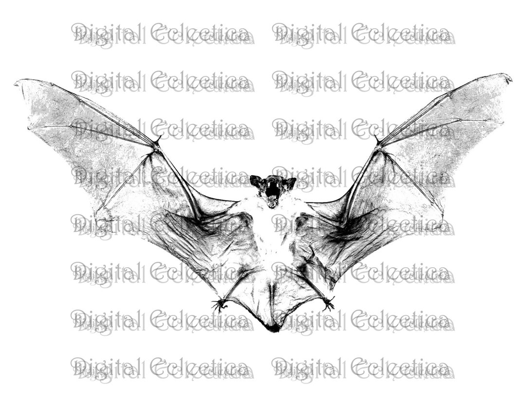 Vampire Bat Halloween. Vampire PNG. Bat PNG. Halloween PNG. Vampire Bat ...