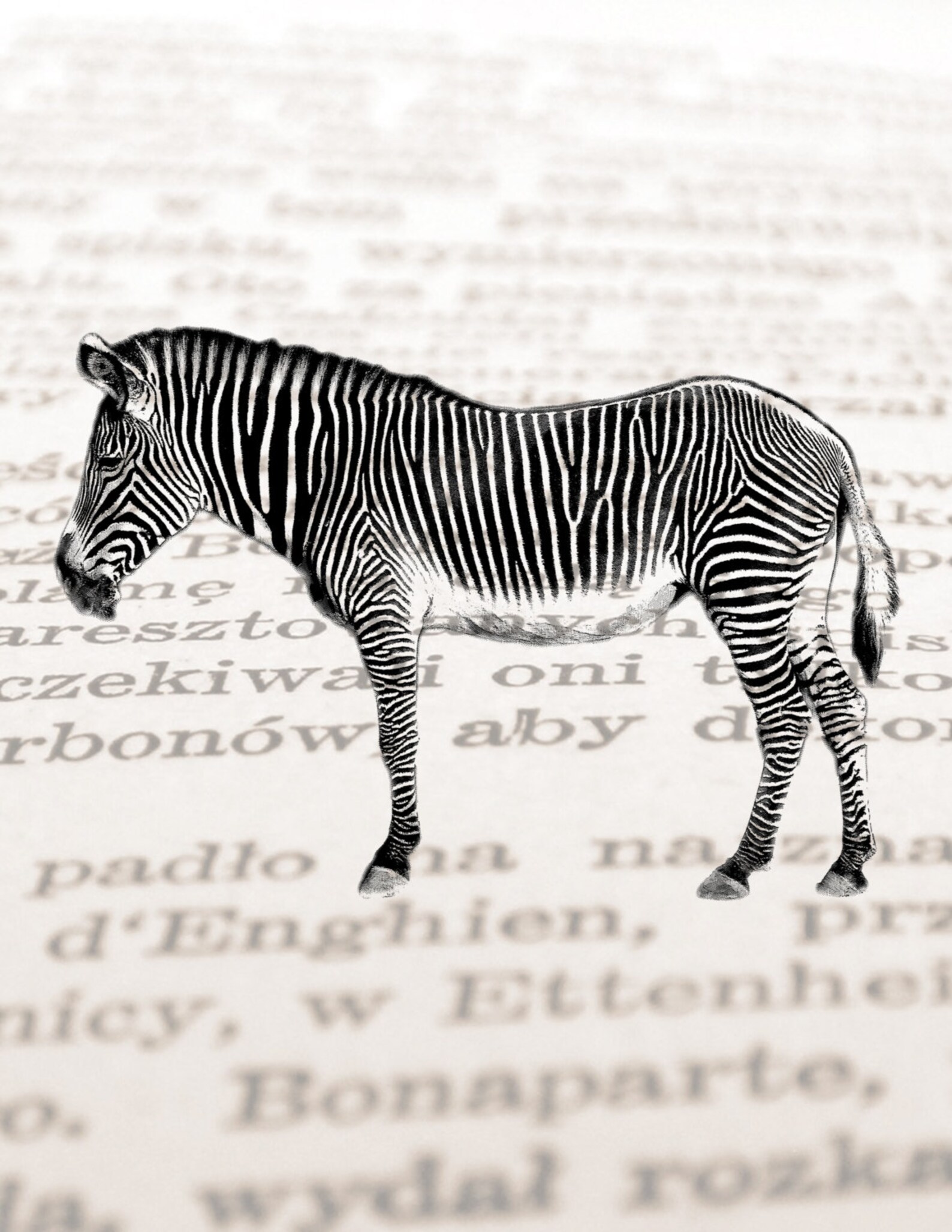 Zebra Engraving. Zebra PNG. Animal PNG. Zebra Prints. Zebra - Etsy