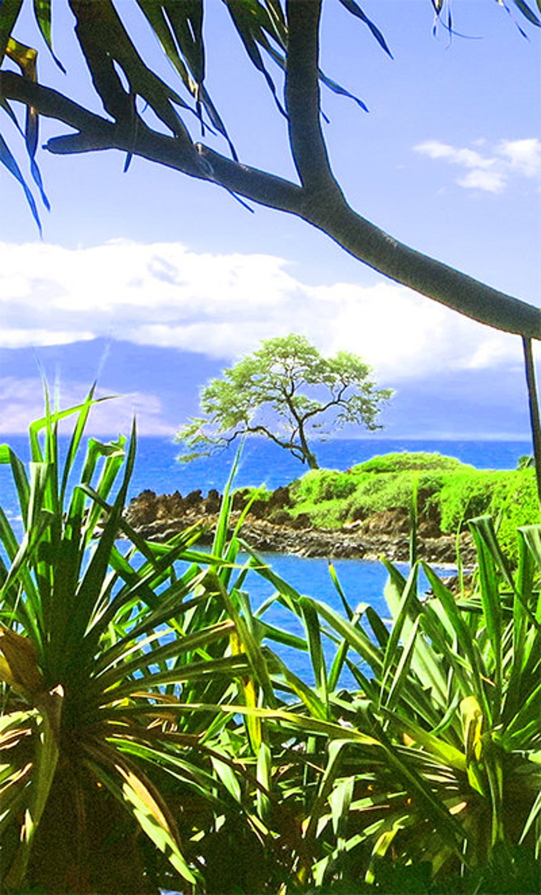 Maui Monkeypod Tree - Etsy