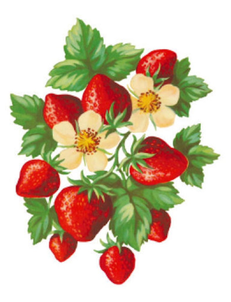 Vintage Image Retro Bunches of Strawberries Fruit Transfers - Etsy