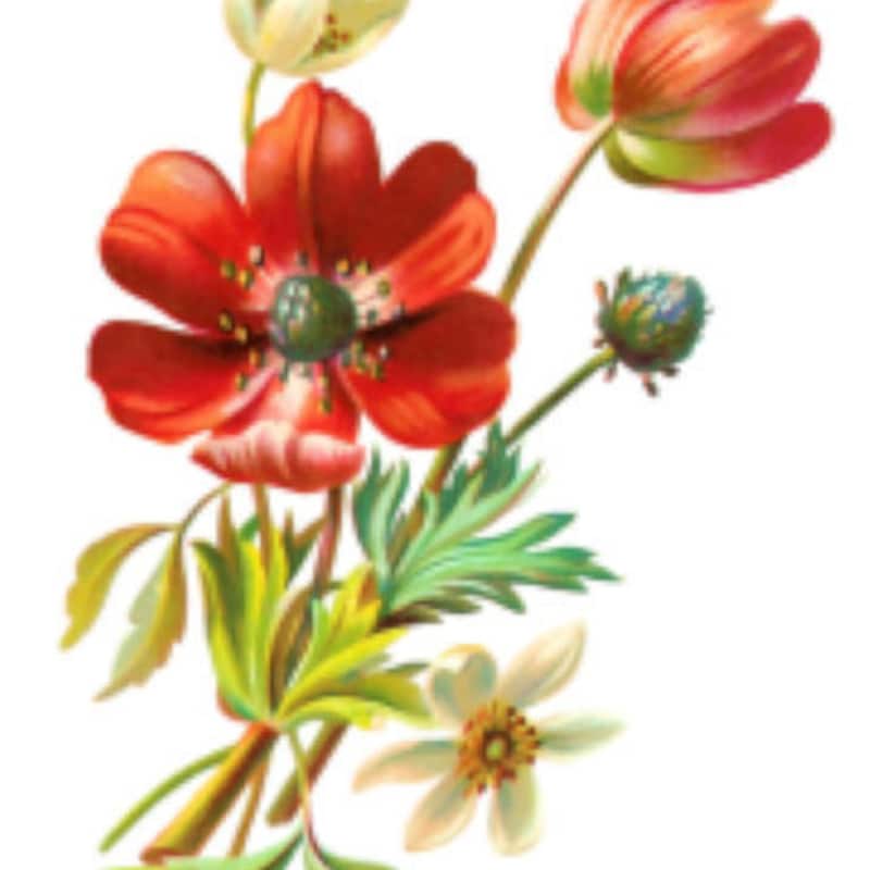 Poppy Flower Wall Decal - Etsy