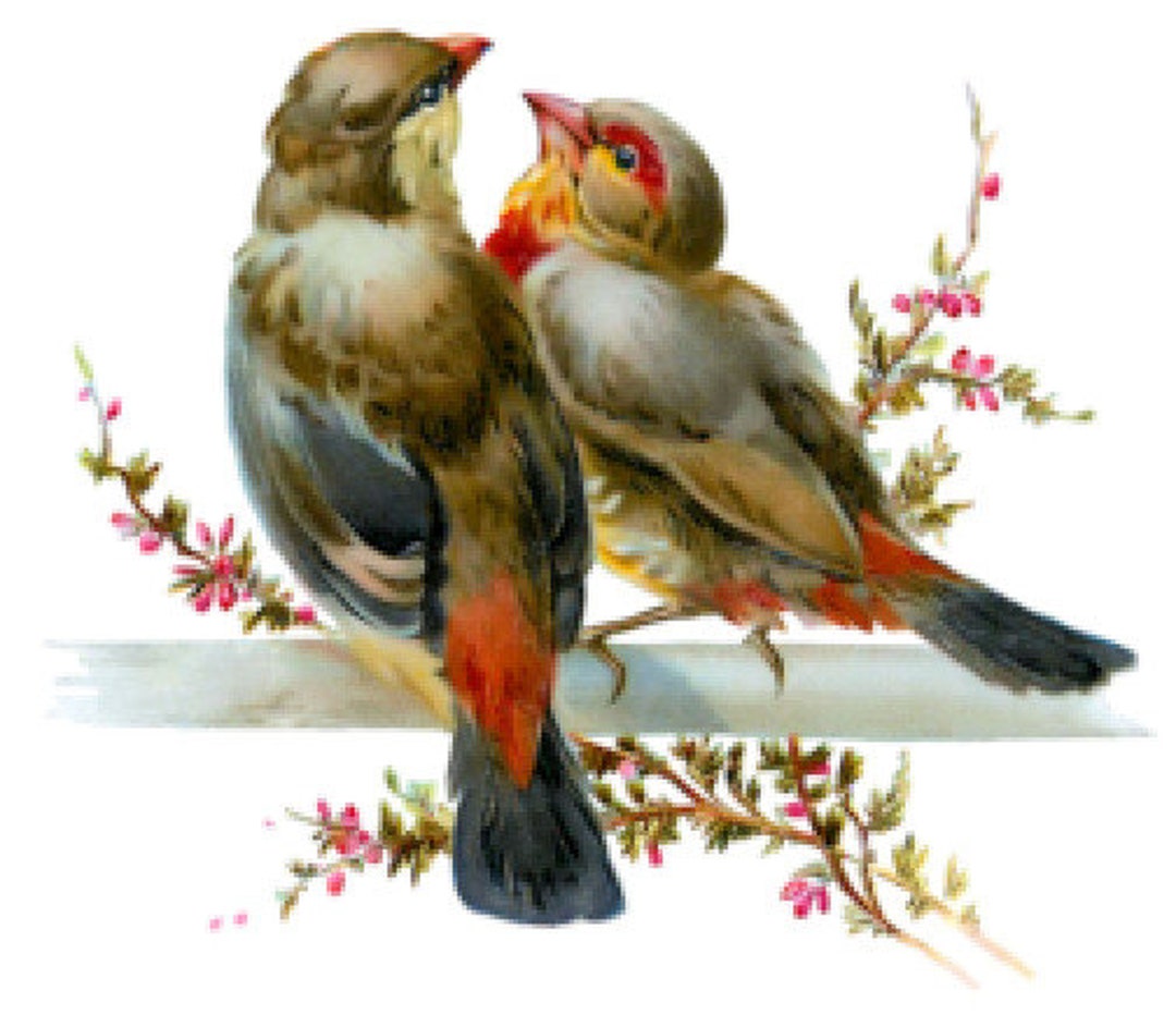 Vintage Image Shabby Victorian Birds and Spring Flowers Digital ...