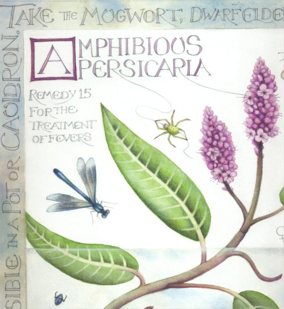 Botanical Print Amphibious Persicaria Pink Flowers - Etsy