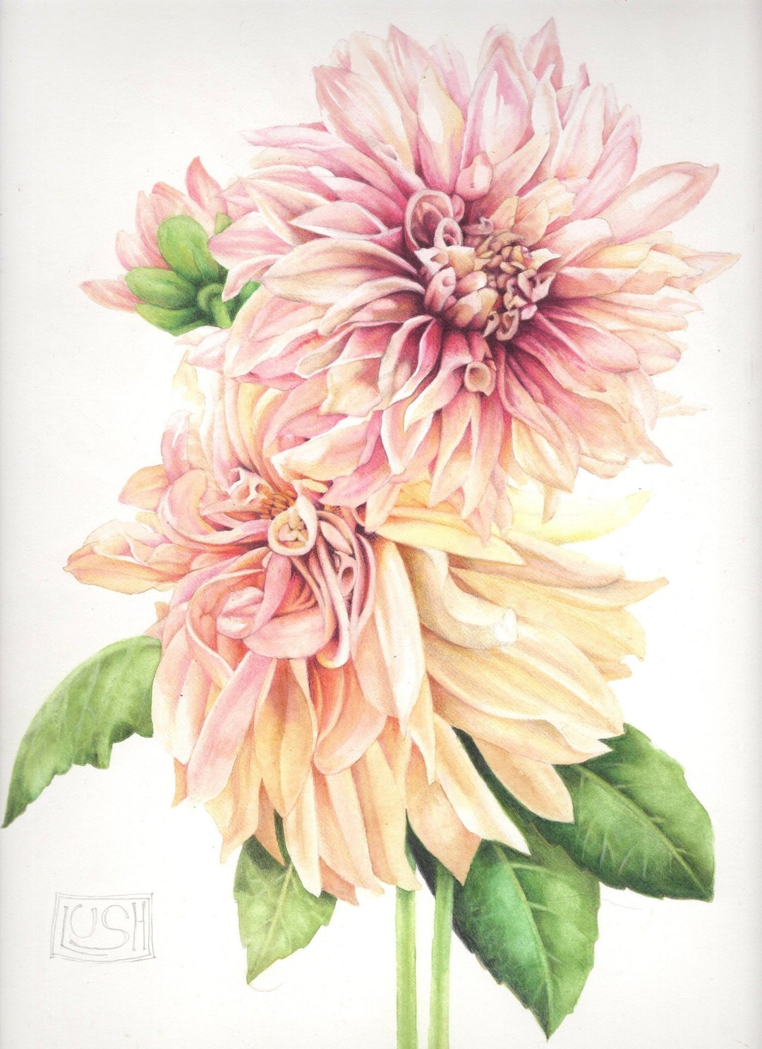 Botanical Art Print | Cream Dahlias | 7" X 10" | Archival Print ...