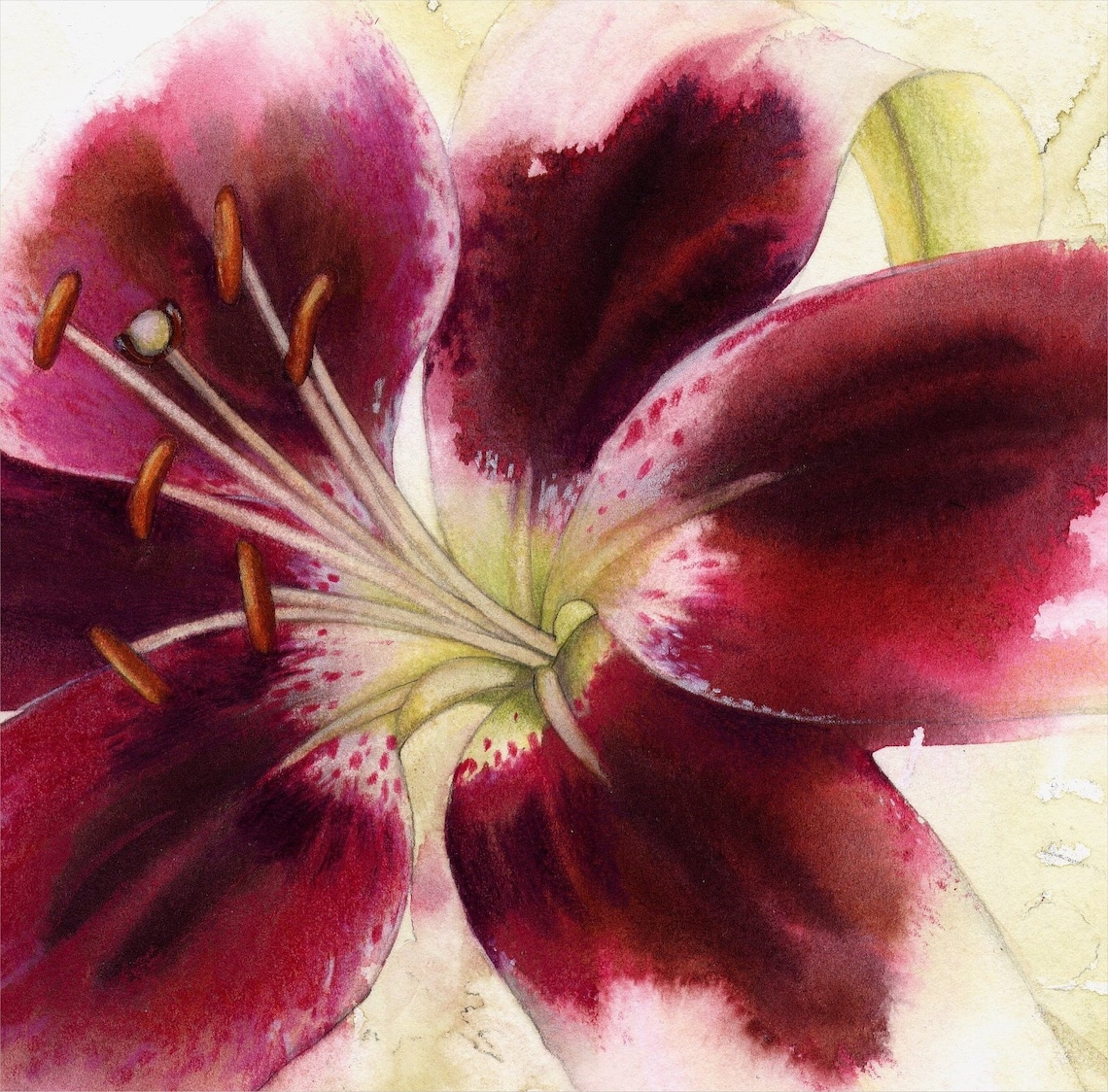 Red Lily Watercolour Painting | 7" X 7" | Archival Print | Flower Print ...