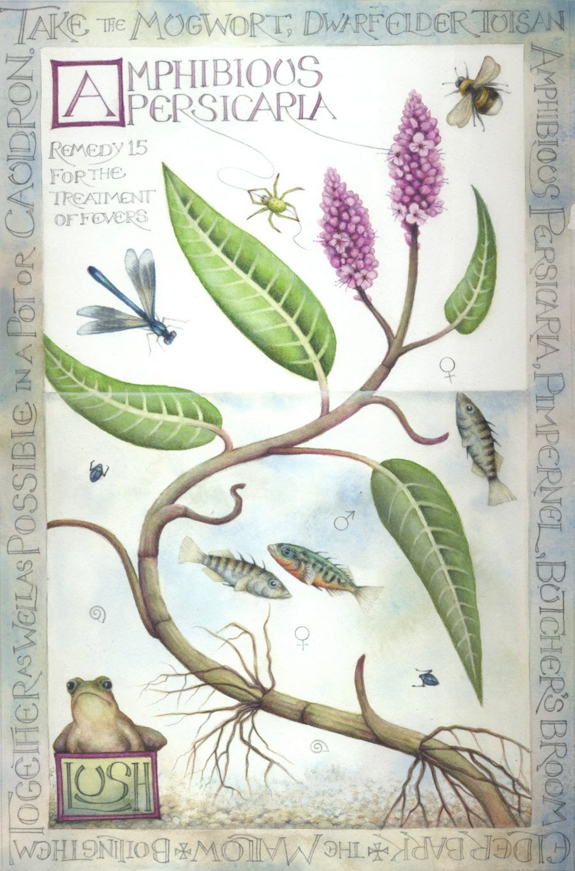 Botanical Print Amphibious Persicaria Pink Flowers - Etsy