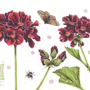 Original Watercolour Painting | Dark Red Pelargonium Flowers | 14" X 9 ...