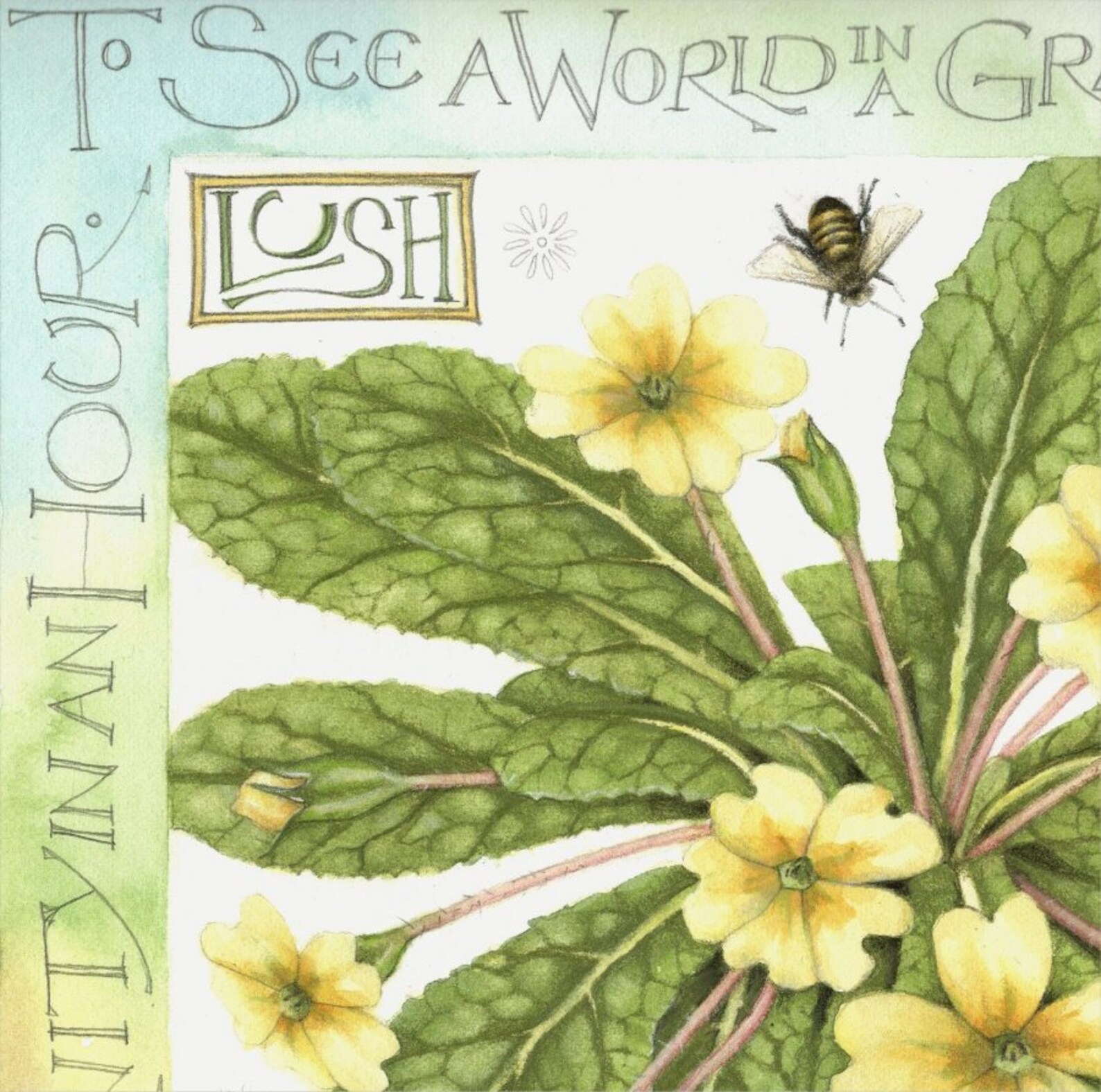Original Watercolour | Primrose Painting | Calligraphy Poem | William ...
