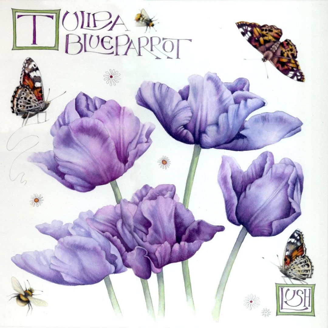 Blue Parrot Tulip Print | From a Watercolour by Helen Lush | Botanical ...