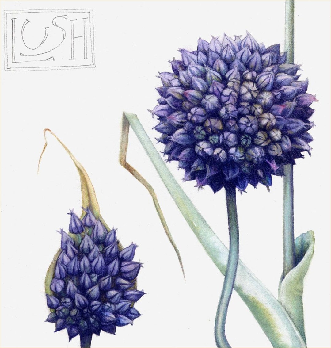 Art Print of Blue Garlic Flower | 7" X 10" | Reproduction of Botanical ...