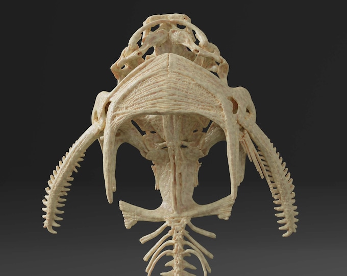 Banjo Catfish Skull Replica museum Quality - Etsy