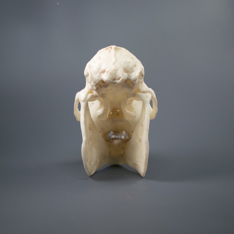 Howler Monkey Skull Replica | Etsy UK