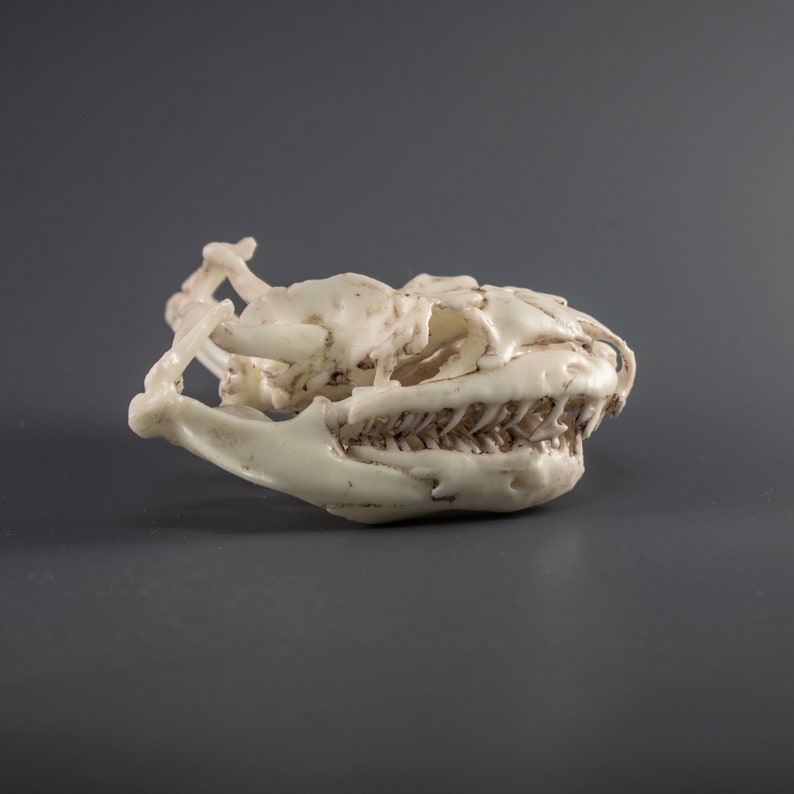 Boa Constrictor Skull Replica (museum Quality) - Etsy