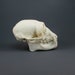 Siamang - Black-furred Gibbon Skull Replica (museum Quality) - Etsy