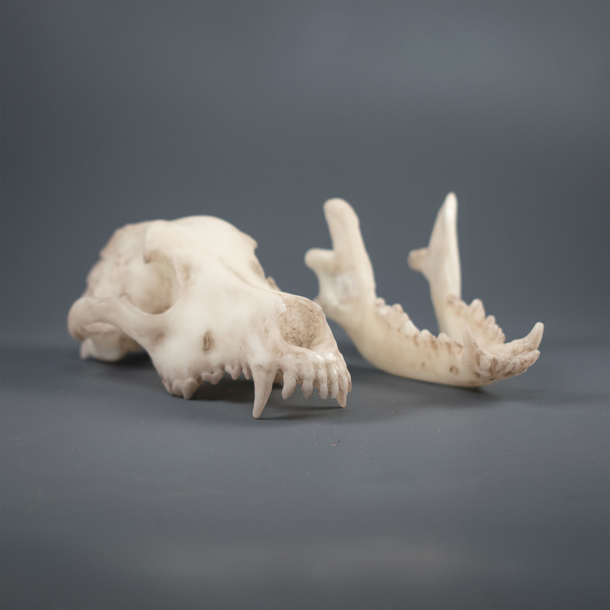Labrador Retriever Skull Replica museum Quality - Etsy