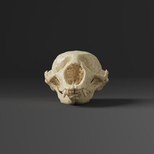 2/3 Scale Harp Seal Skull Replica museum Quality - Etsy