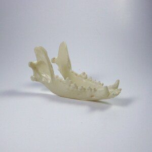 2/3 Scale German Shepherd Skull Replica museum Quality - Etsy