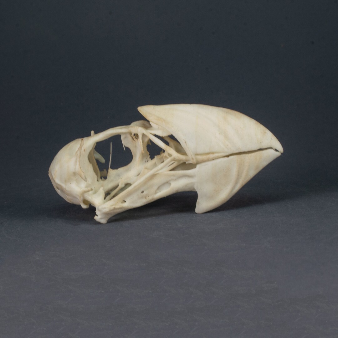 Atlantic Puffin Skull Replica museum Quality - Etsy