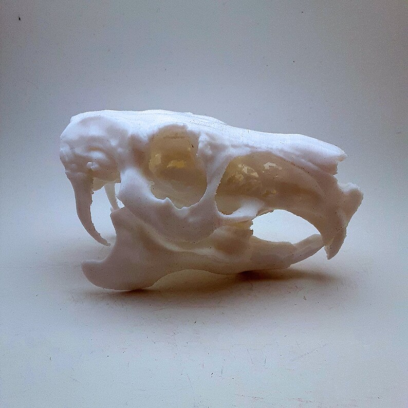 Capybara Skull | Etsy