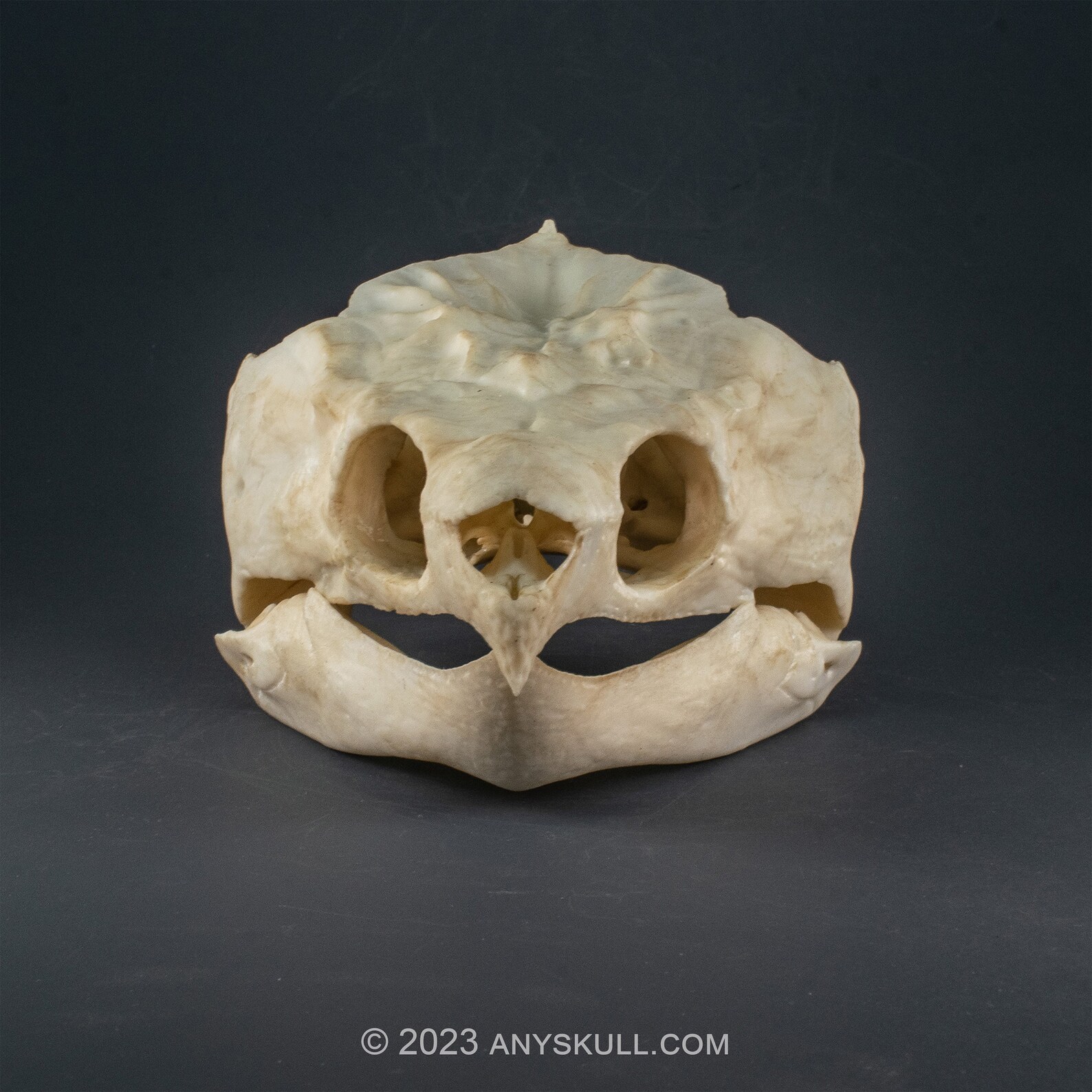 Alligator Snapping Turtle Skull Replica (museum Quality) - Etsy