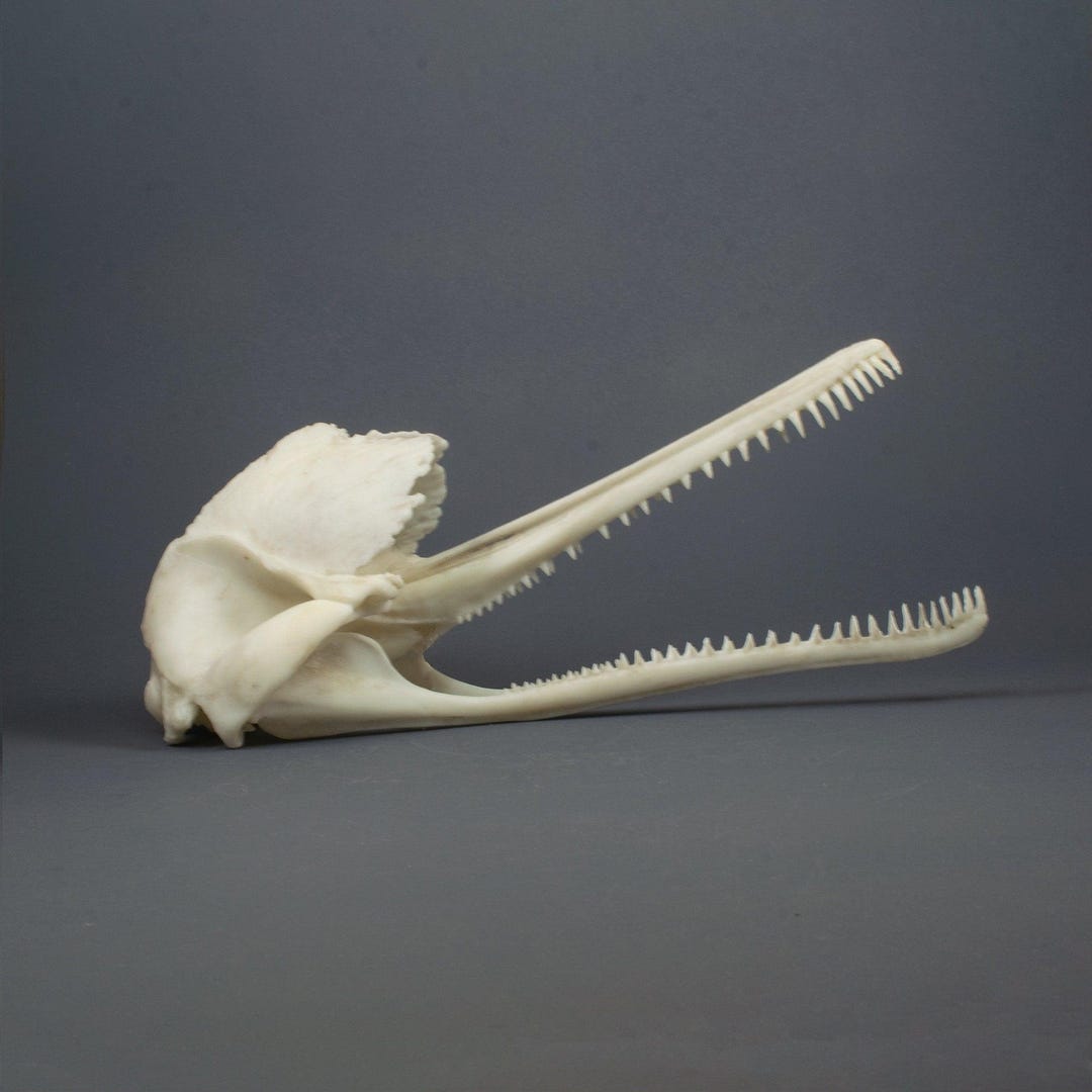 River Dolphin Skull Replica (museum Quality) - Etsy