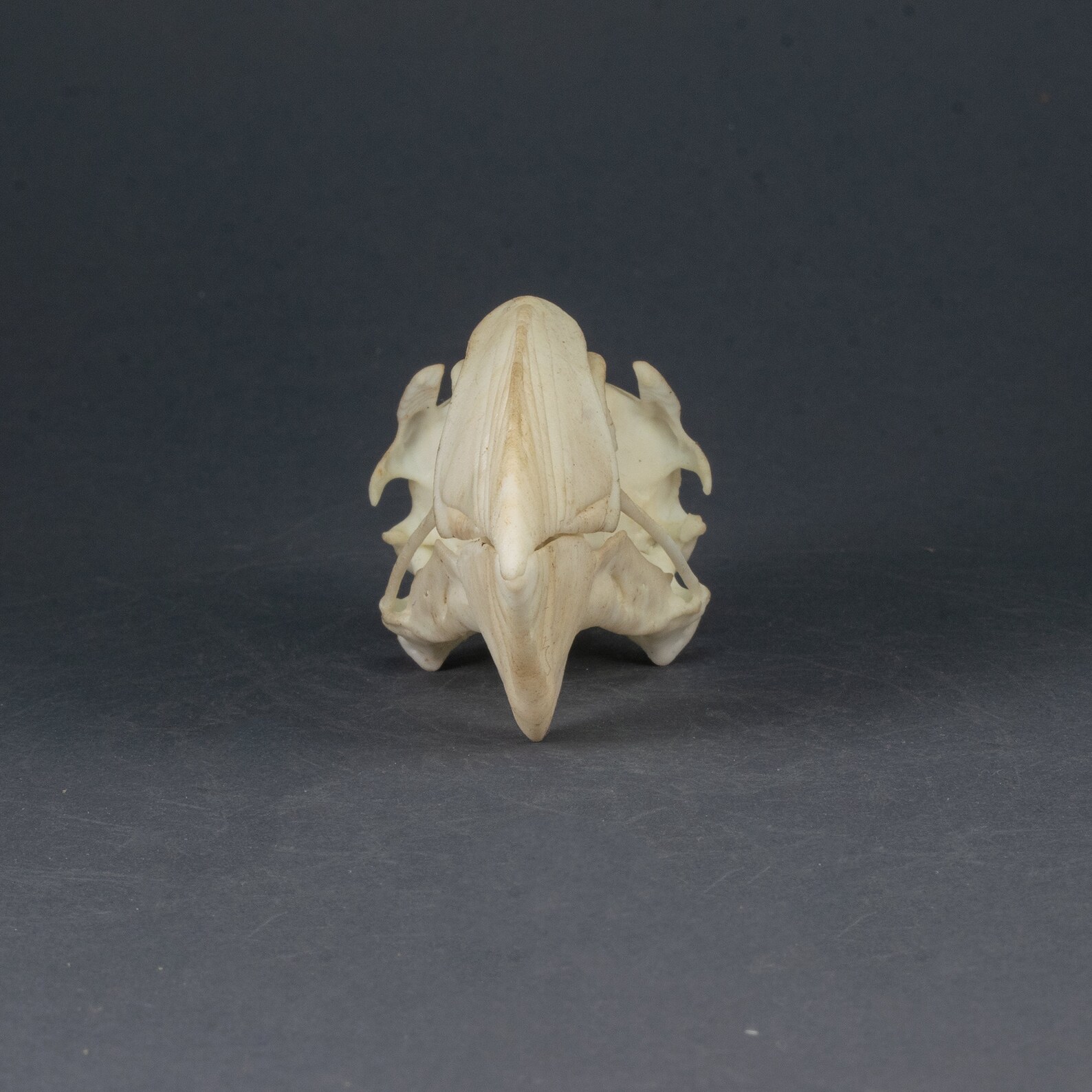 Atlantic Puffin Skull Replica museum Quality - Etsy