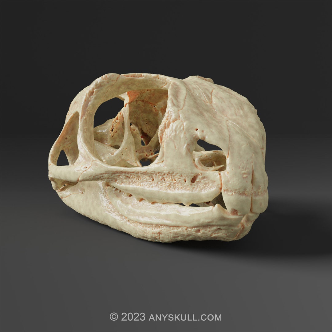 Tuatara Skull Replica (museum Quality) - Etsy