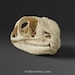 Tuatara Skull Replica (museum Quality) - Etsy
