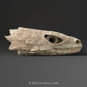 Armadillo Lizard Skull Replica (museum Quality) - Etsy