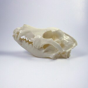 2/3 Scale German Shepherd Skull Replica museum Quality - Etsy