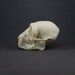 Siamang Black-furred Gibbon Skull Replica museum Quality - Etsy