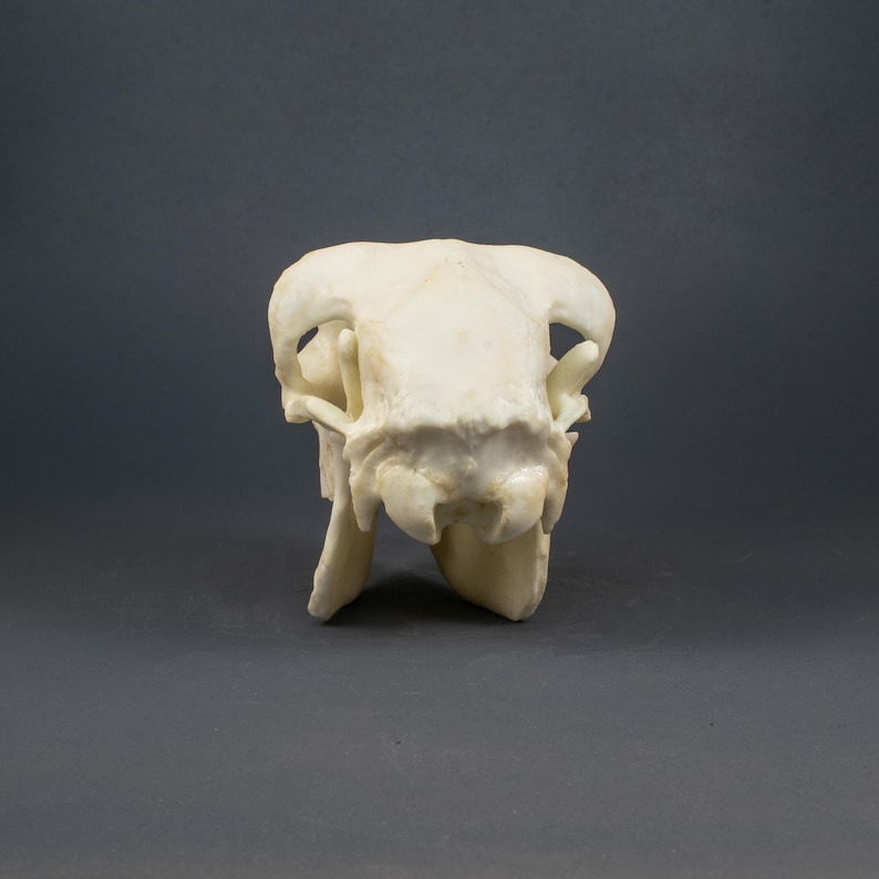 Sheep Skull Replica (museum Quality) - Etsy UK