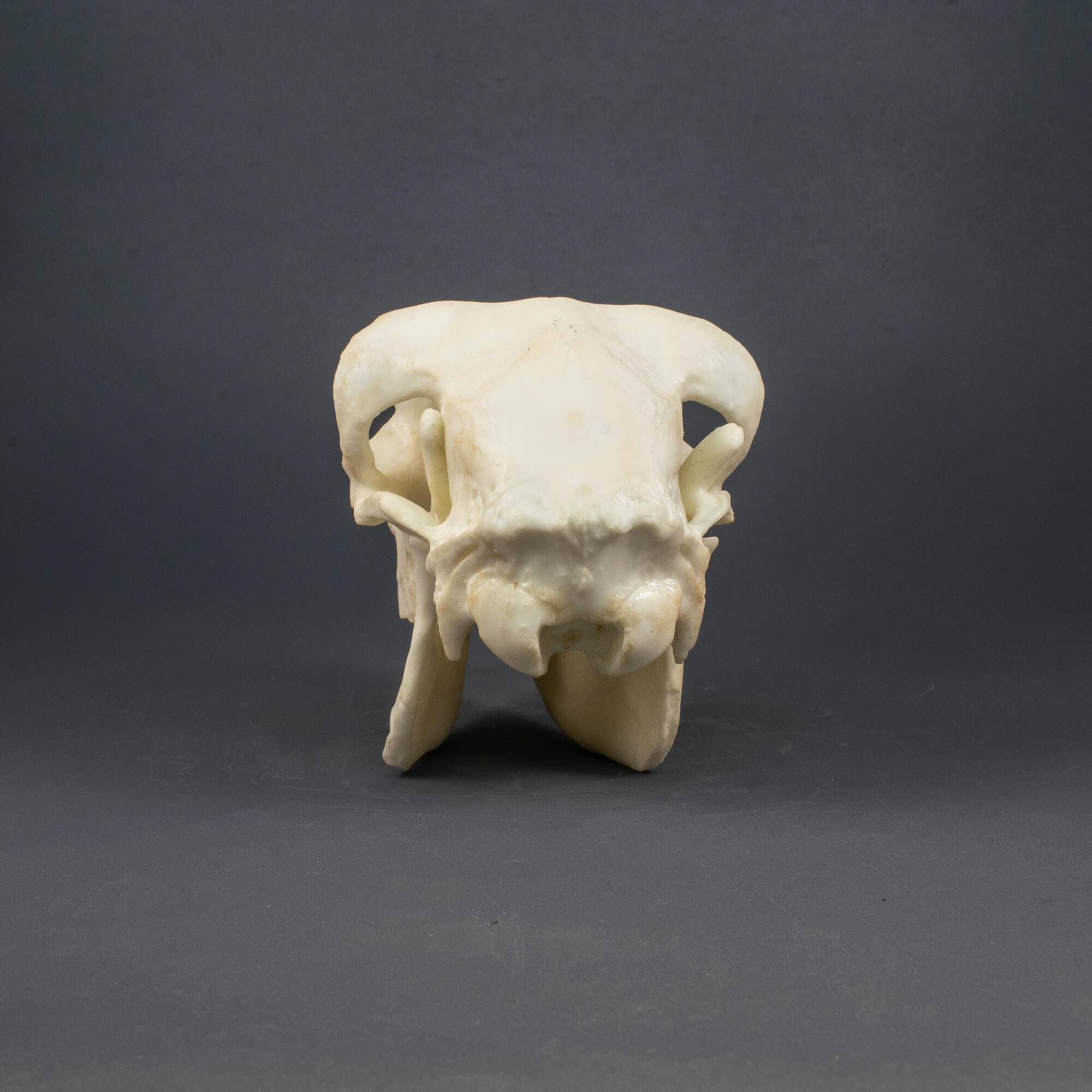Sheep Skull Replica museum Quality - Etsy UK